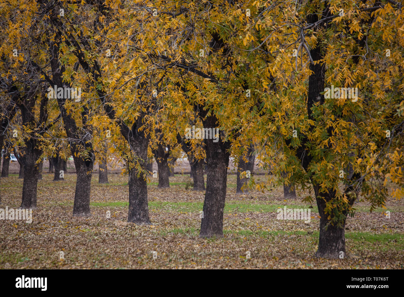 Canutillo hi-res stock photography and images - Alamy