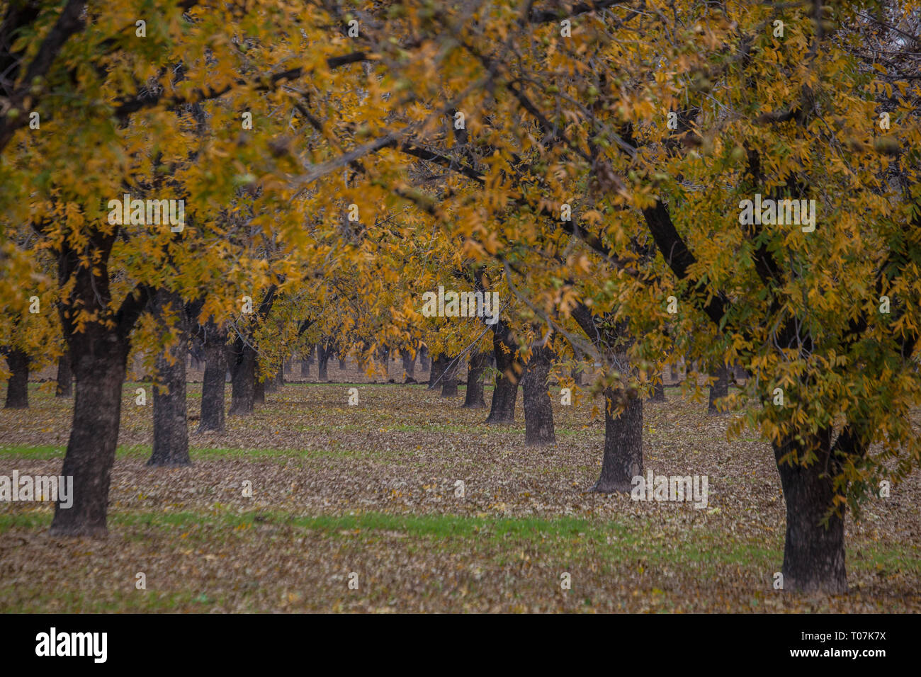 Canutillo hi-res stock photography and images - Alamy
