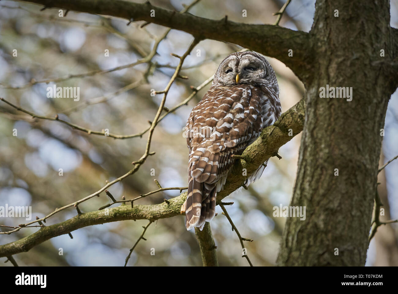 Barred Owl Pacific Northwest. A Barred Owl looking down from a branch ...