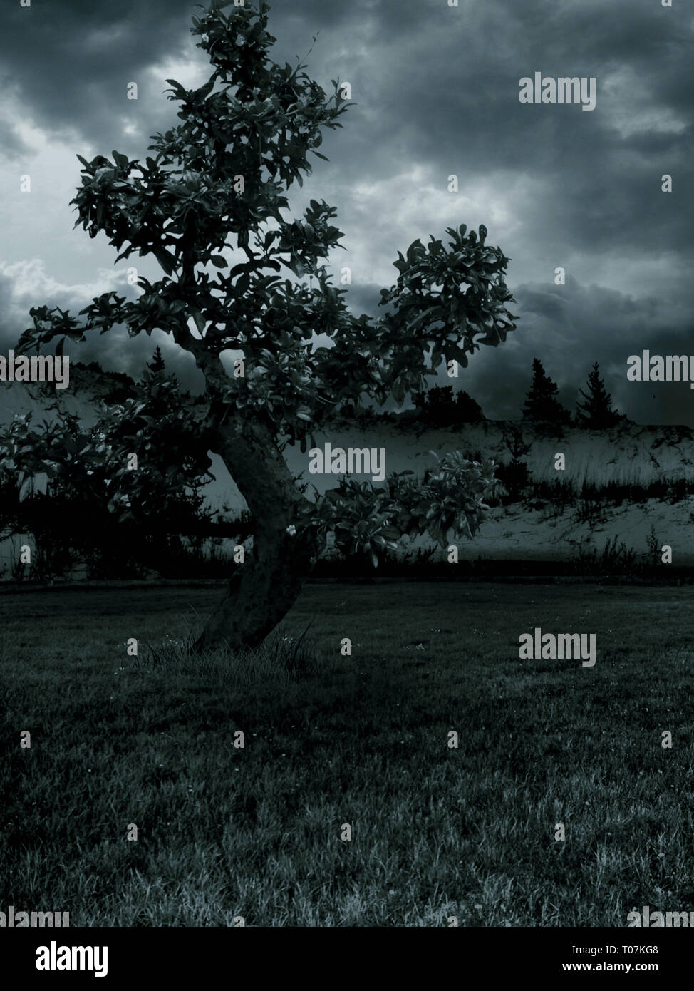 illustration of dark scary background with an old tree Stock Photo - Alamy