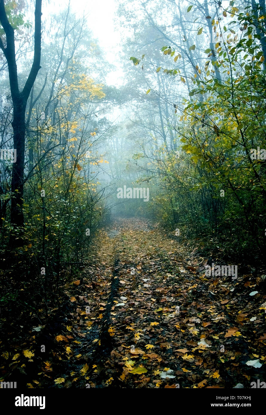 a pathway road with trees on both sides a morning climate Stock Photo ...