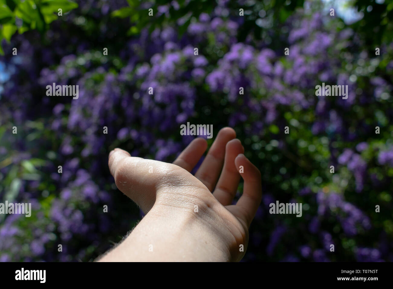 Hand in nature Stock Photo - Alamy
