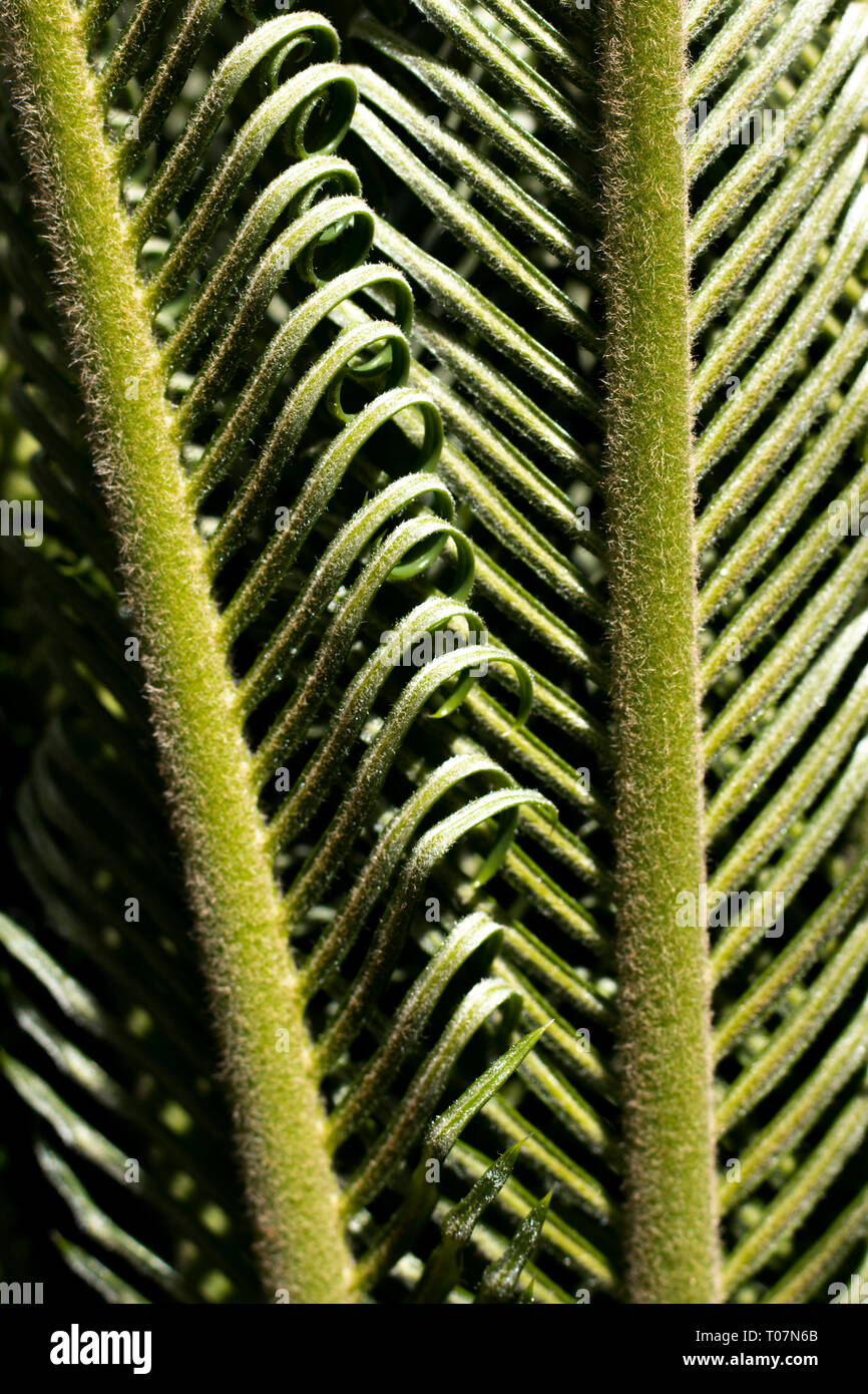 Detail of a green textured plant Stock Photo - Alamy