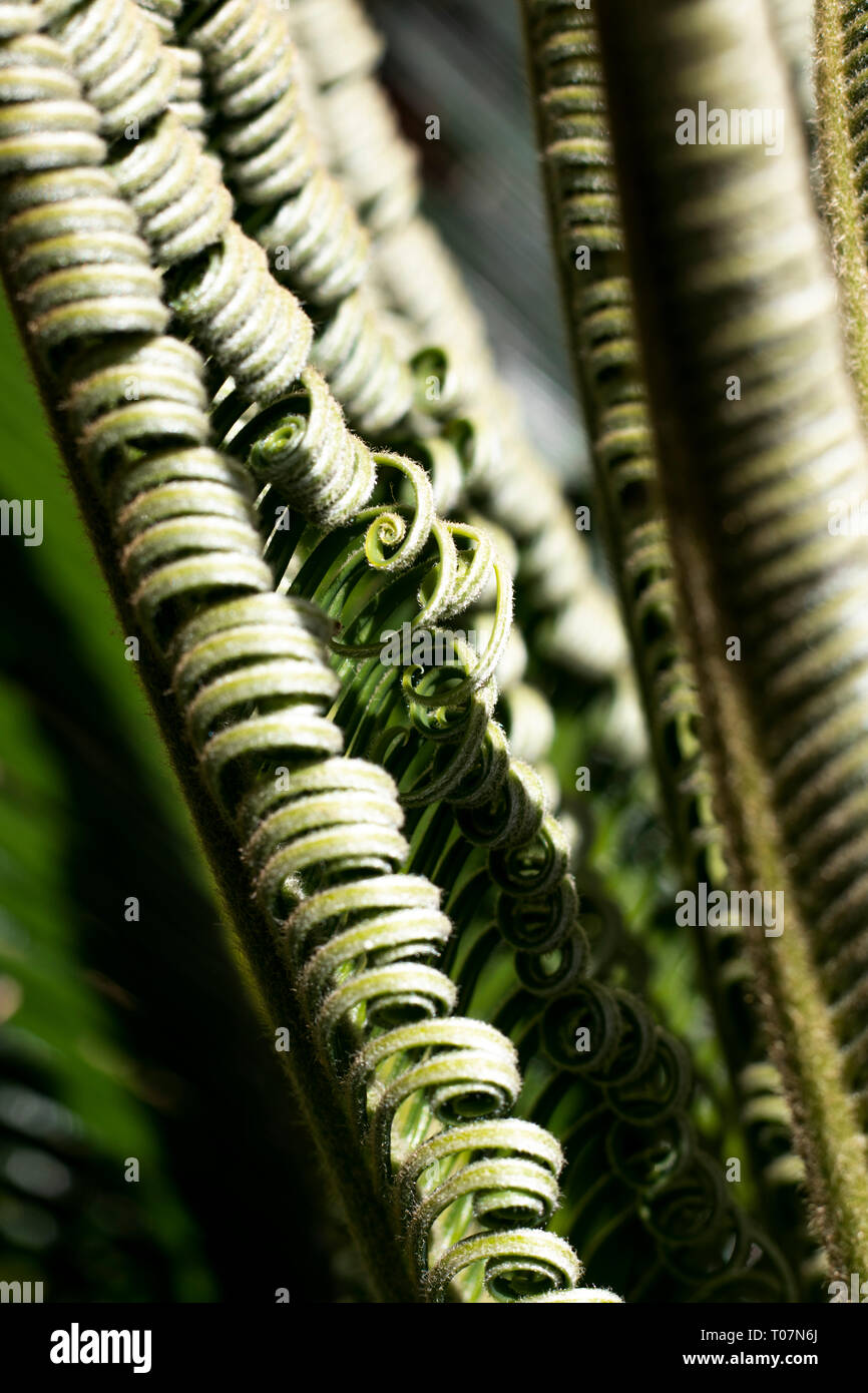 Detail of a green textured plant Stock Photo - Alamy
