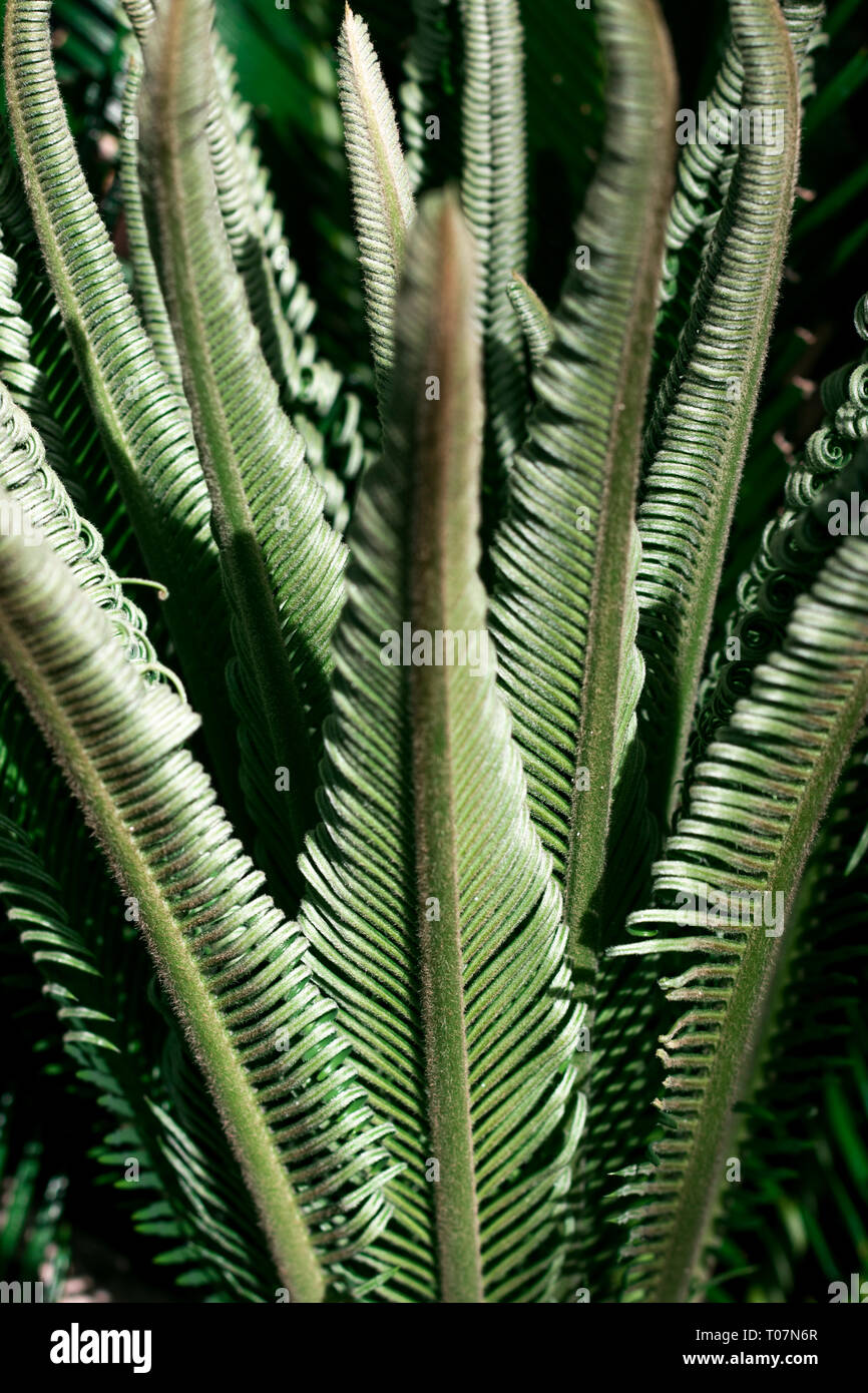 Detail of a green textured plant Stock Photo - Alamy
