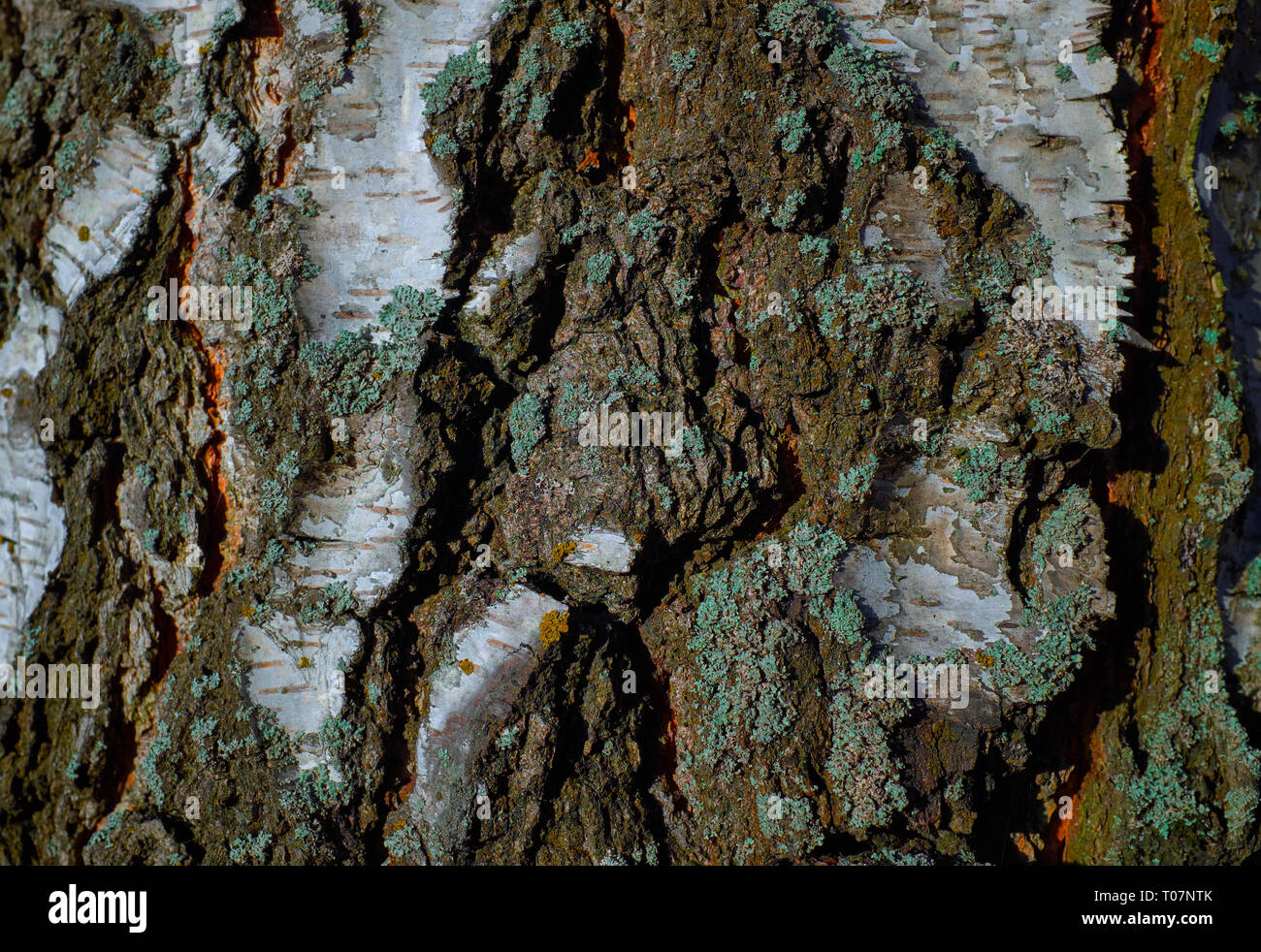 Colorful texture of bark tree with blue moss, Belarus Stock Photo - Alamy