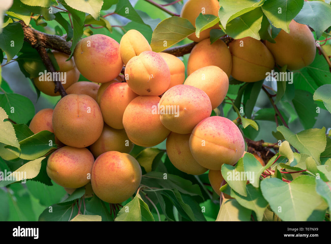 Ripe apricots on the orchard tree. Nature background Stock Photo - Alamy