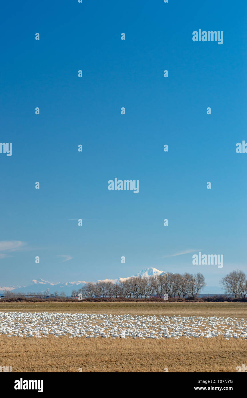 Overwintering migratory Lesser Snow Geese, Chen caerulescens, feeding ...