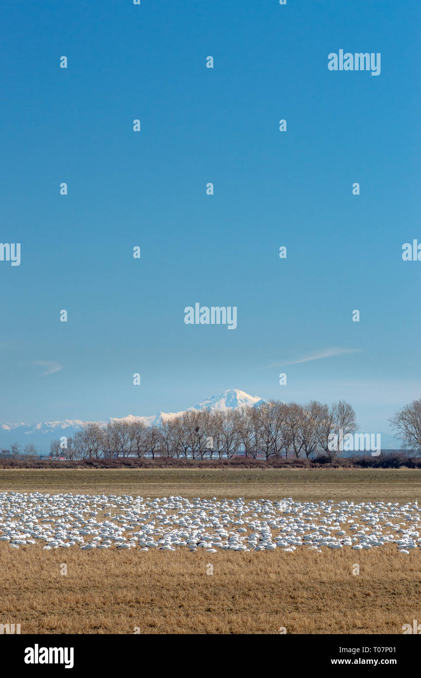Overwintering migratory Lesser Snow Geese, Chen caerulescens, feeding ...