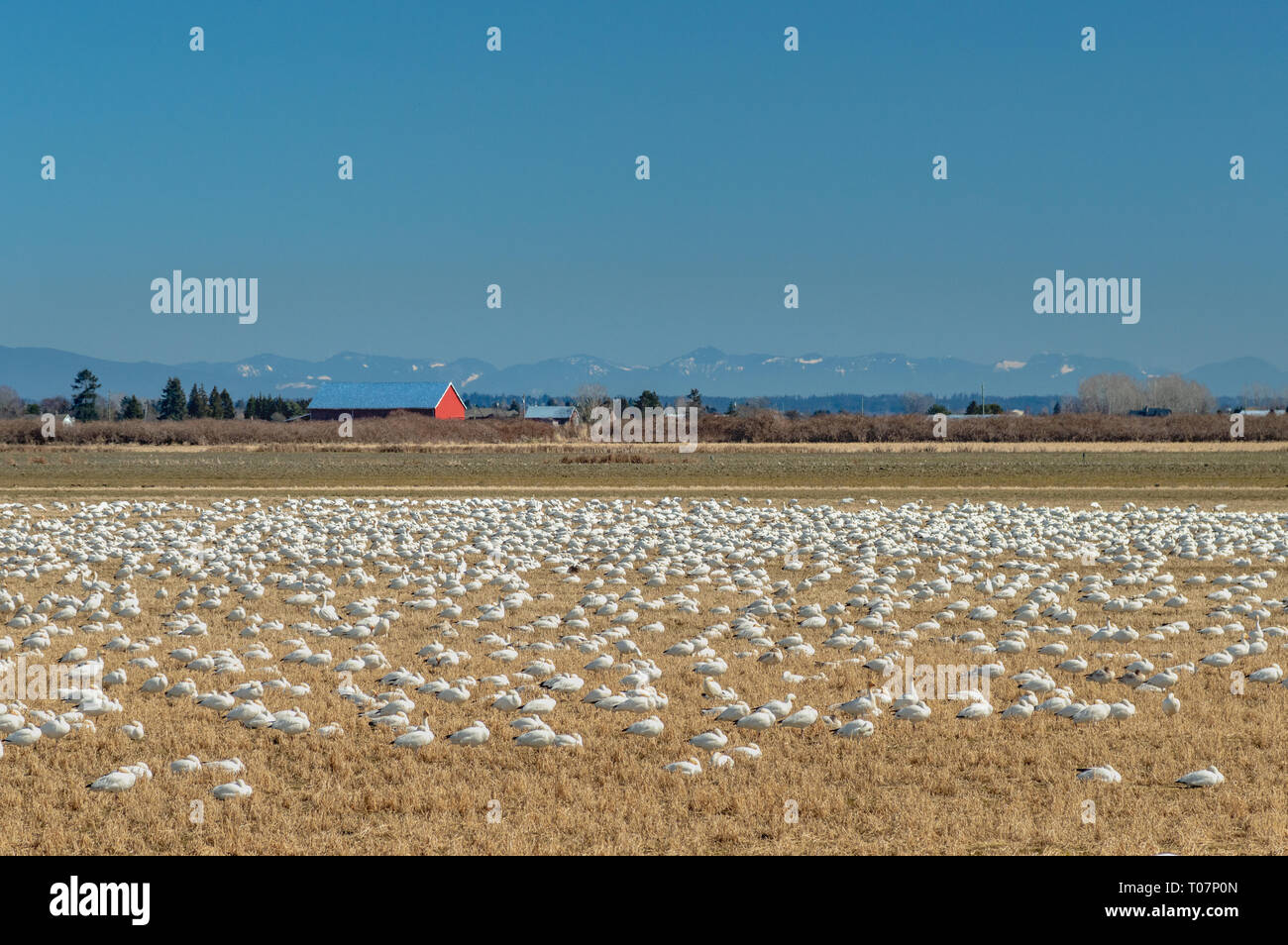 Ladner bc hi-res stock photography and images - Alamy