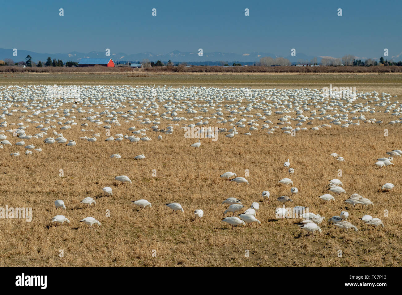 Overwintering migratory Lesser Snow Geese, Chen caerulescens, feeding ...