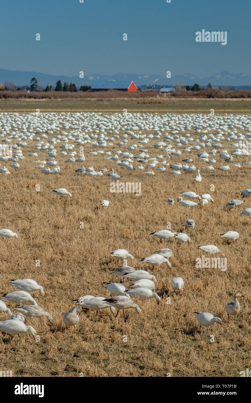 Overwintering migratory Lesser Snow Geese, Chen caerulescens, feeding ...