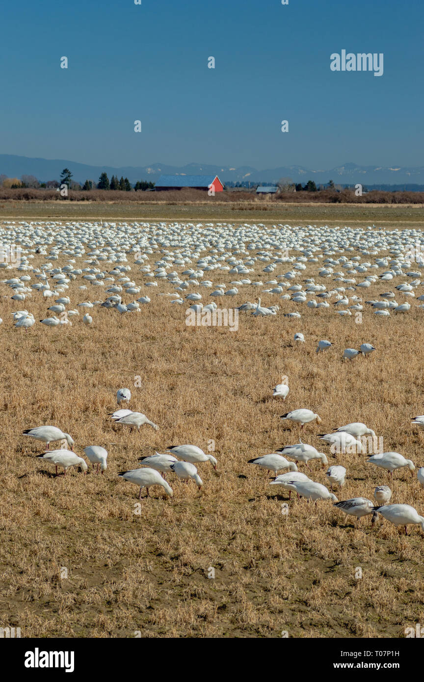Overwintering migratory Lesser Snow Geese, Chen caerulescens, feeding ...