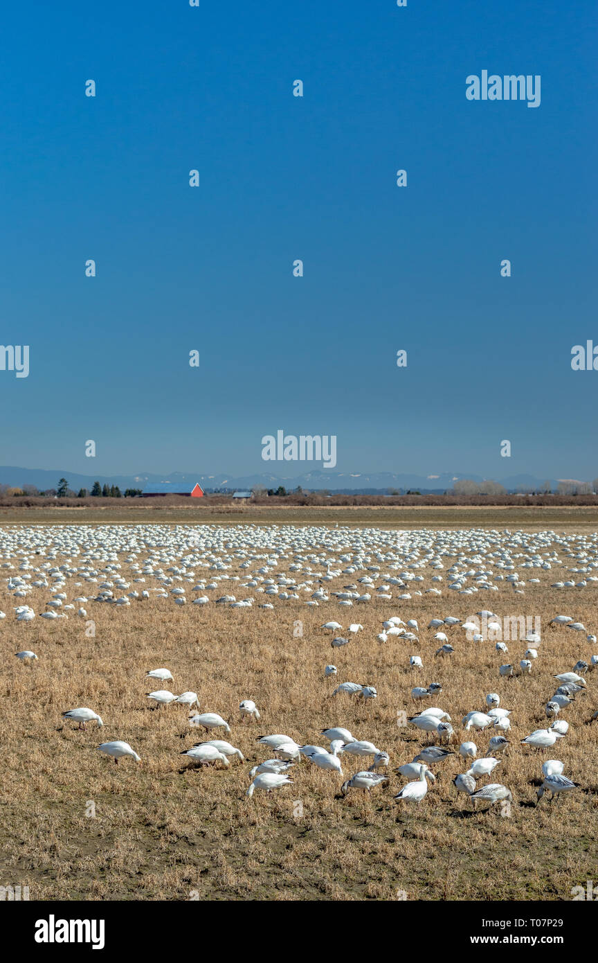 Overwintering migratory Lesser Snow Geese, Chen caerulescens, feeding ...