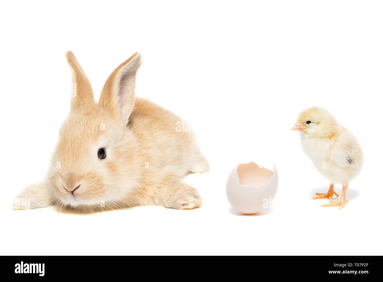 Easter Bunny and chicken on white background Stock Photo - Alamy