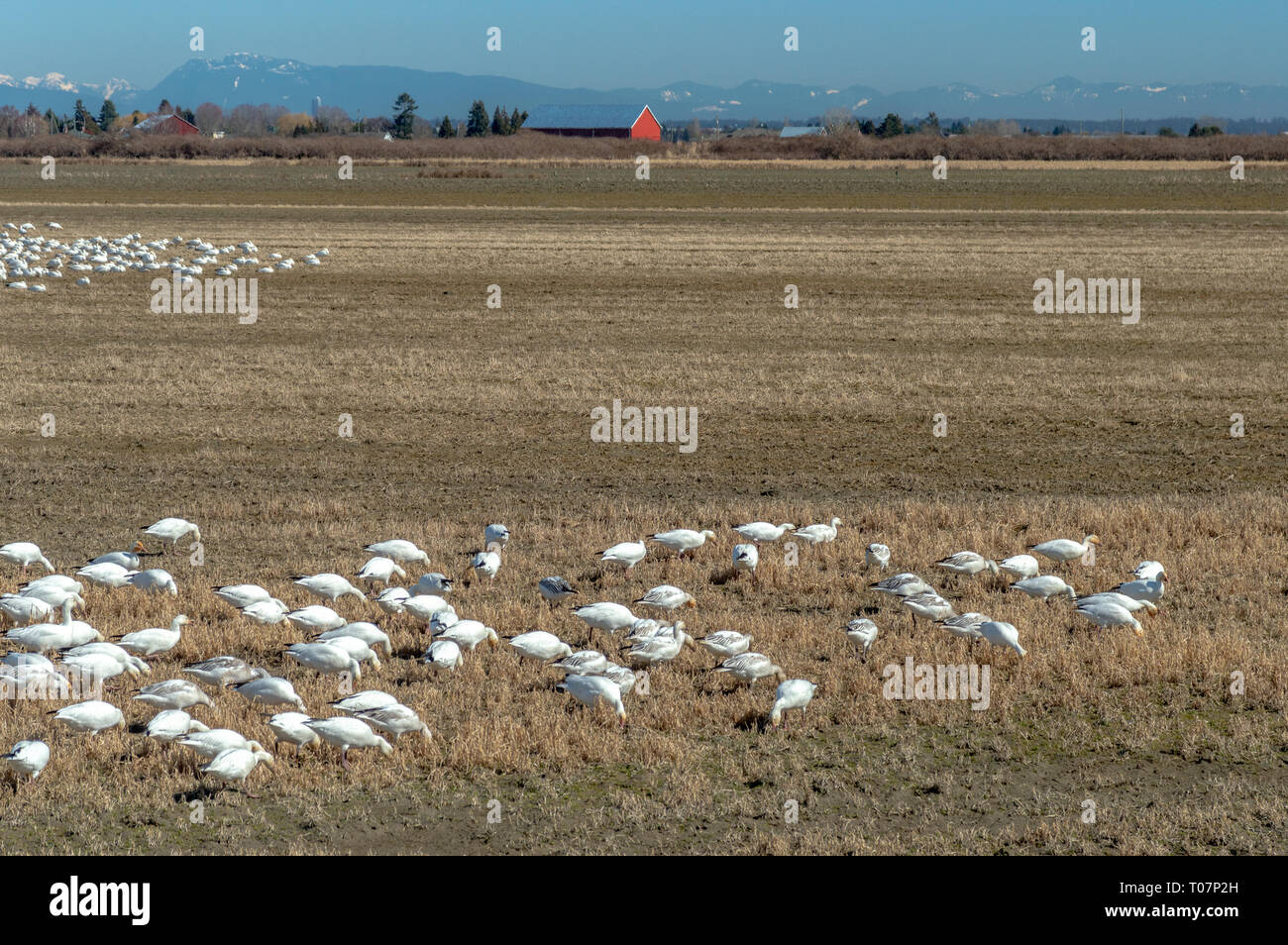 Overwintering migratory Lesser Snow Geese, Chen caerulescens, feeding ...
