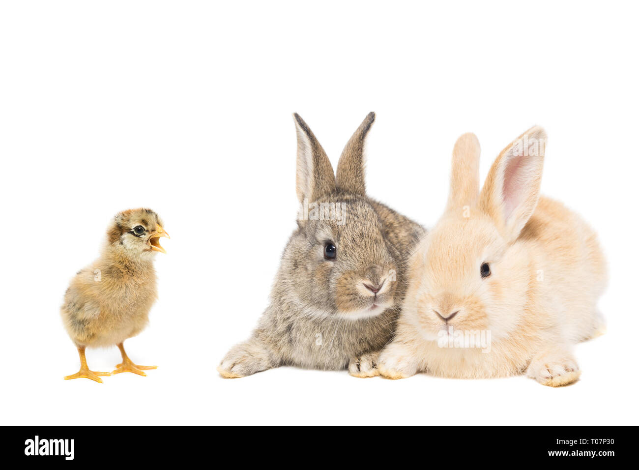 Easter Bunny and chicken on white background Stock Photo - Alamy