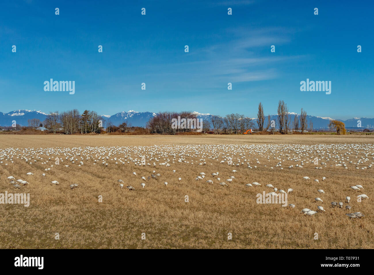 Overwintering migratory Lesser Snow Geese, Chen caerulescens, feeding ...