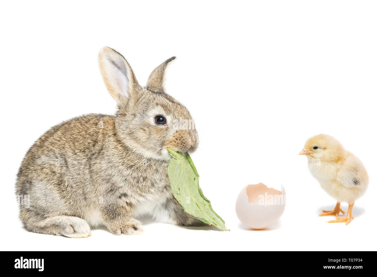 Easter Bunny and chicken on white background Stock Photo - Alamy