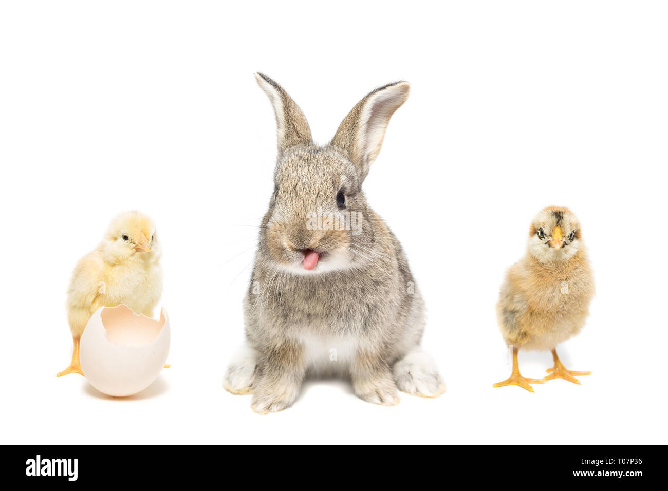 Easter Bunny and chicken on white background Stock Photo - Alamy
