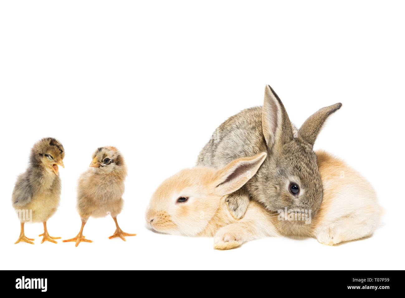 Easter Bunny and chicken on white background Stock Photo - Alamy