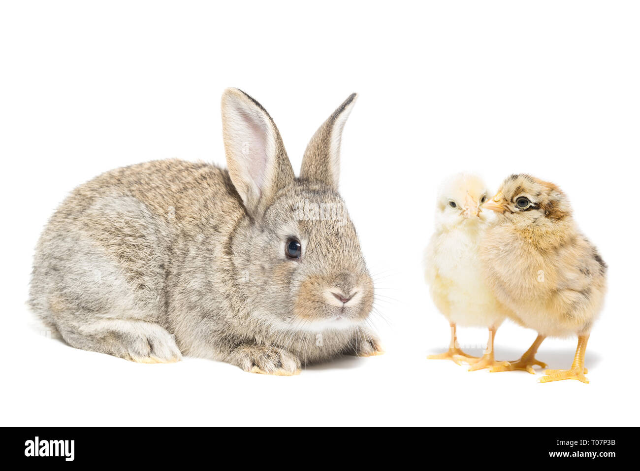 Easter Bunny and chicken on white background Stock Photo - Alamy