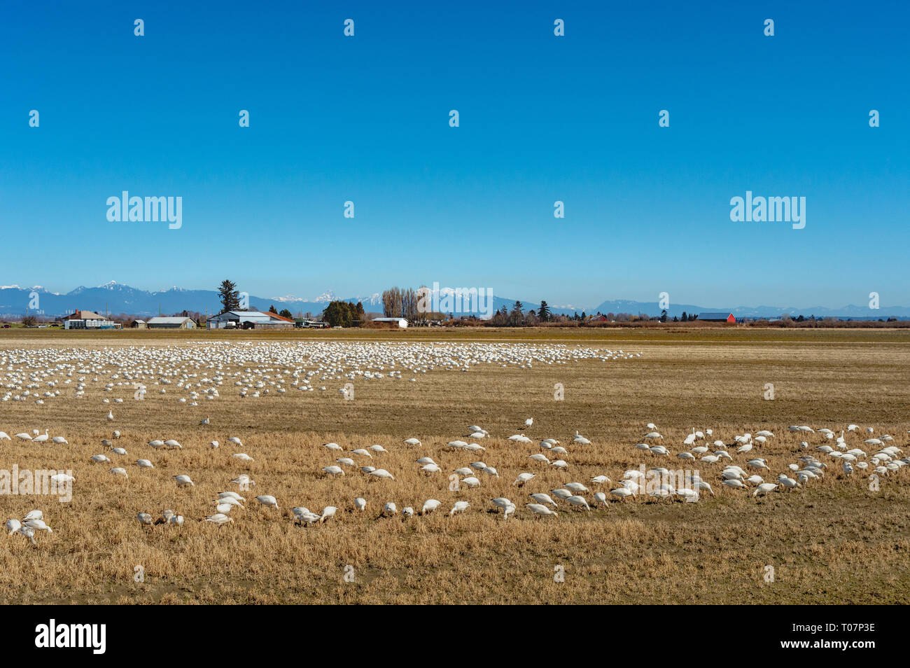 Overwintering migratory Lesser Snow Geese, Chen caerulescens, feeding ...