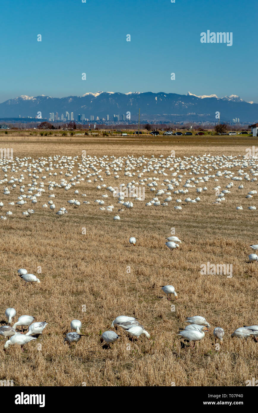 Lower fraser river delta hi-res stock photography and images - Alamy