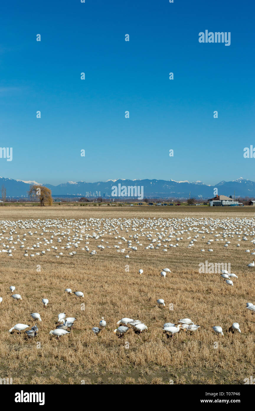 Overwintering migratory Lesser Snow Geese, Chen caerulescens, feeding ...