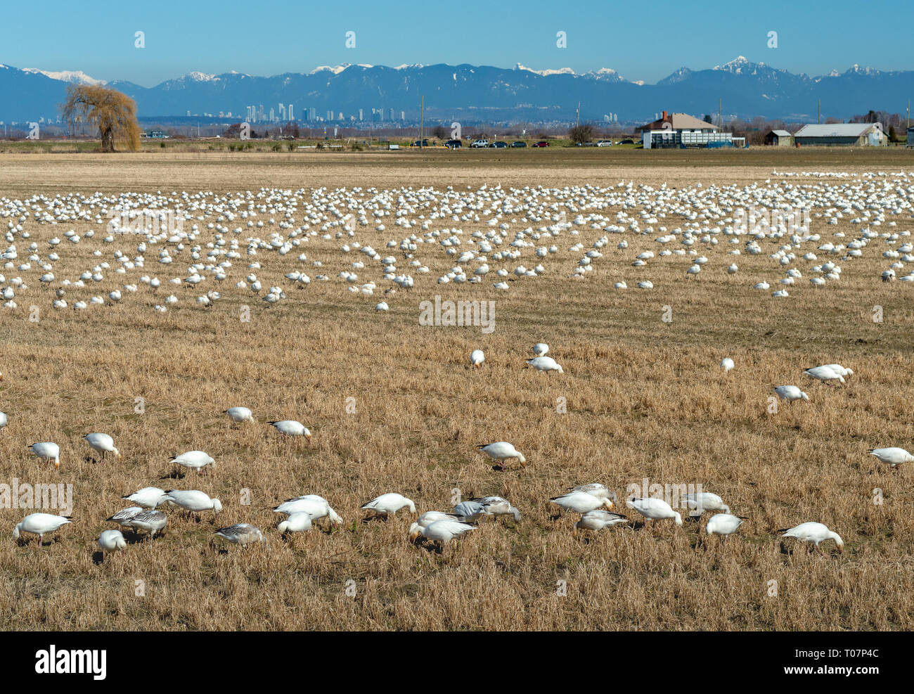 Overwintering migratory Lesser Snow Geese, Chen caerulescens, feeding ...