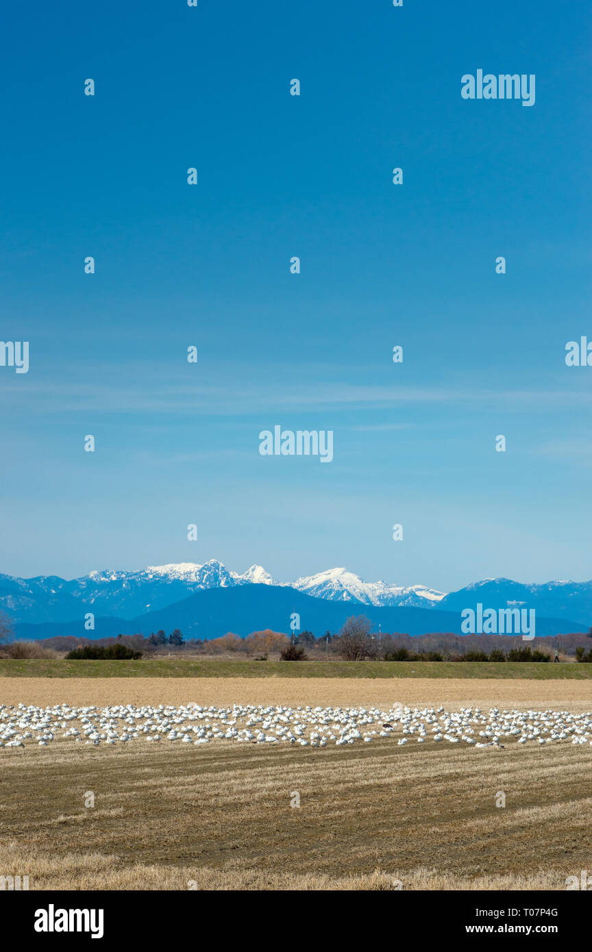 Overwintering migratory Lesser Snow Geese, Chen caerulescens, feeding ...