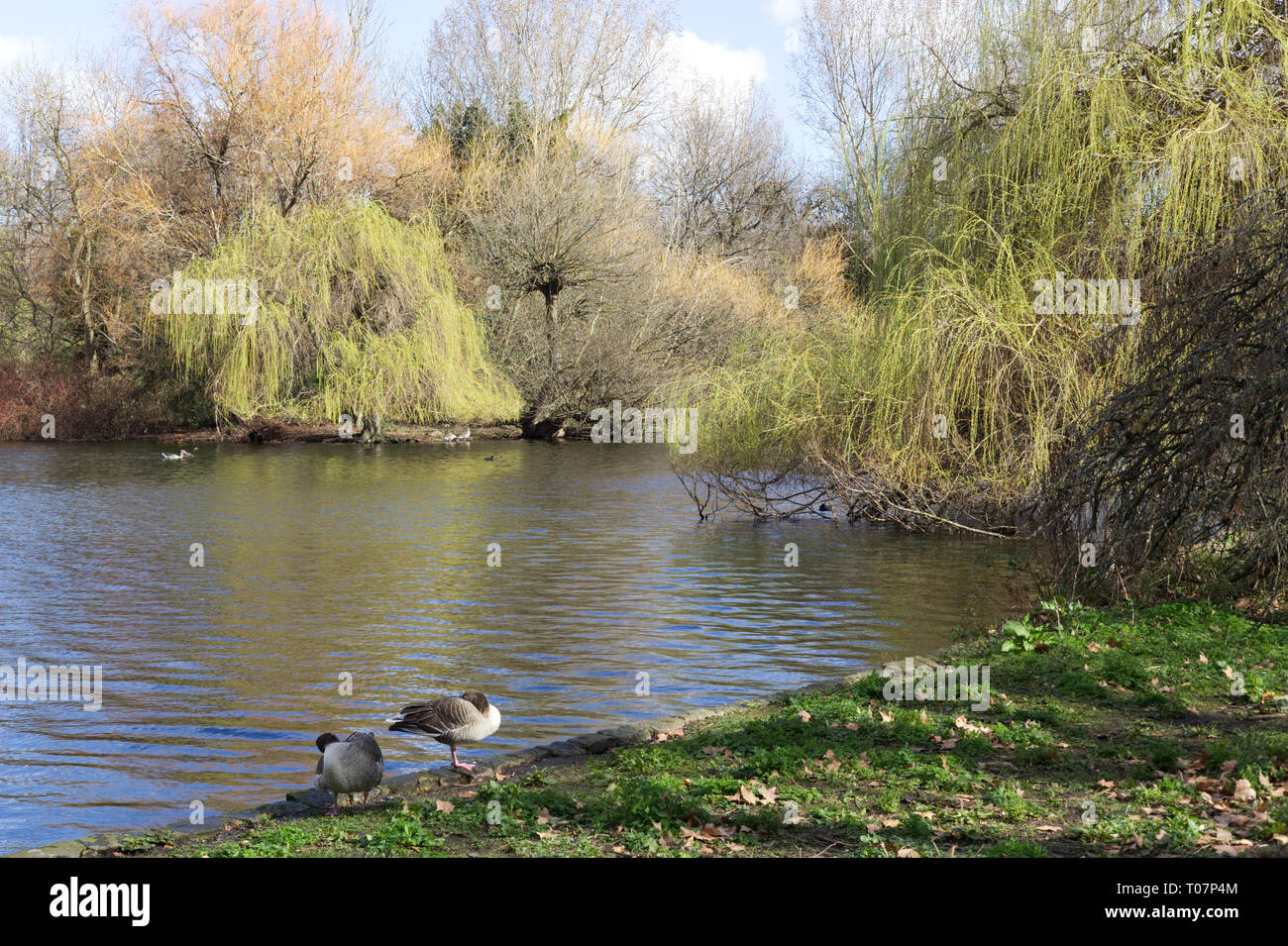 Goose geese gander ganders hi-res stock photography and images - Alamy