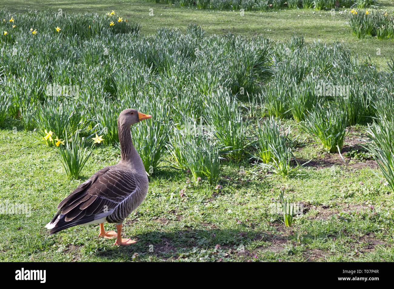 Goose geese gander ganders hi-res stock photography and images - Alamy