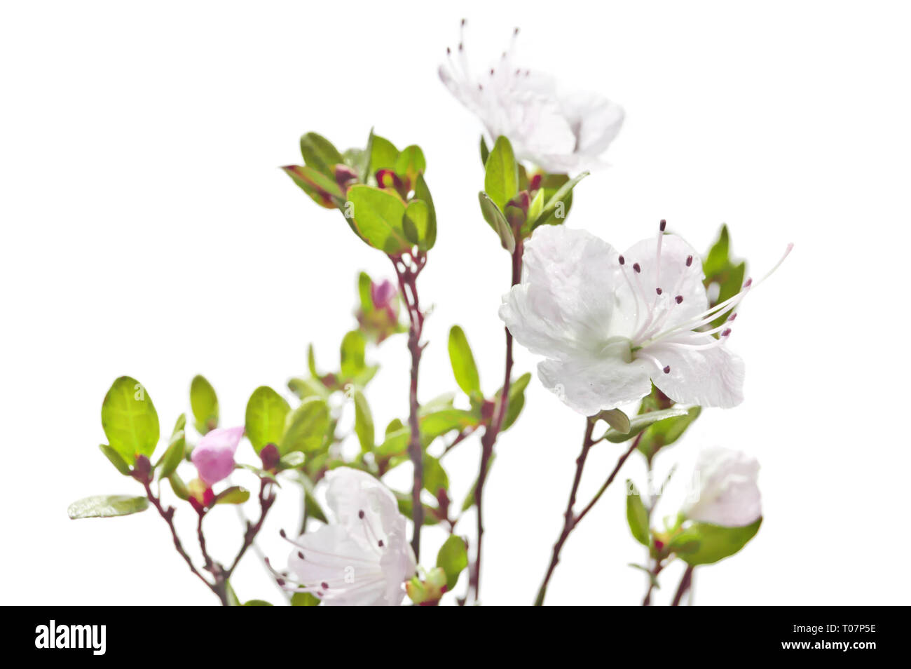 Rhododendron white pink flowers isolated on white background.purple ...