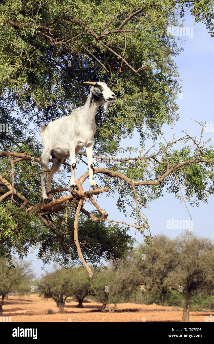 Famous moroccan scene - goat on the argan tree, Morocco, North Africa ...
