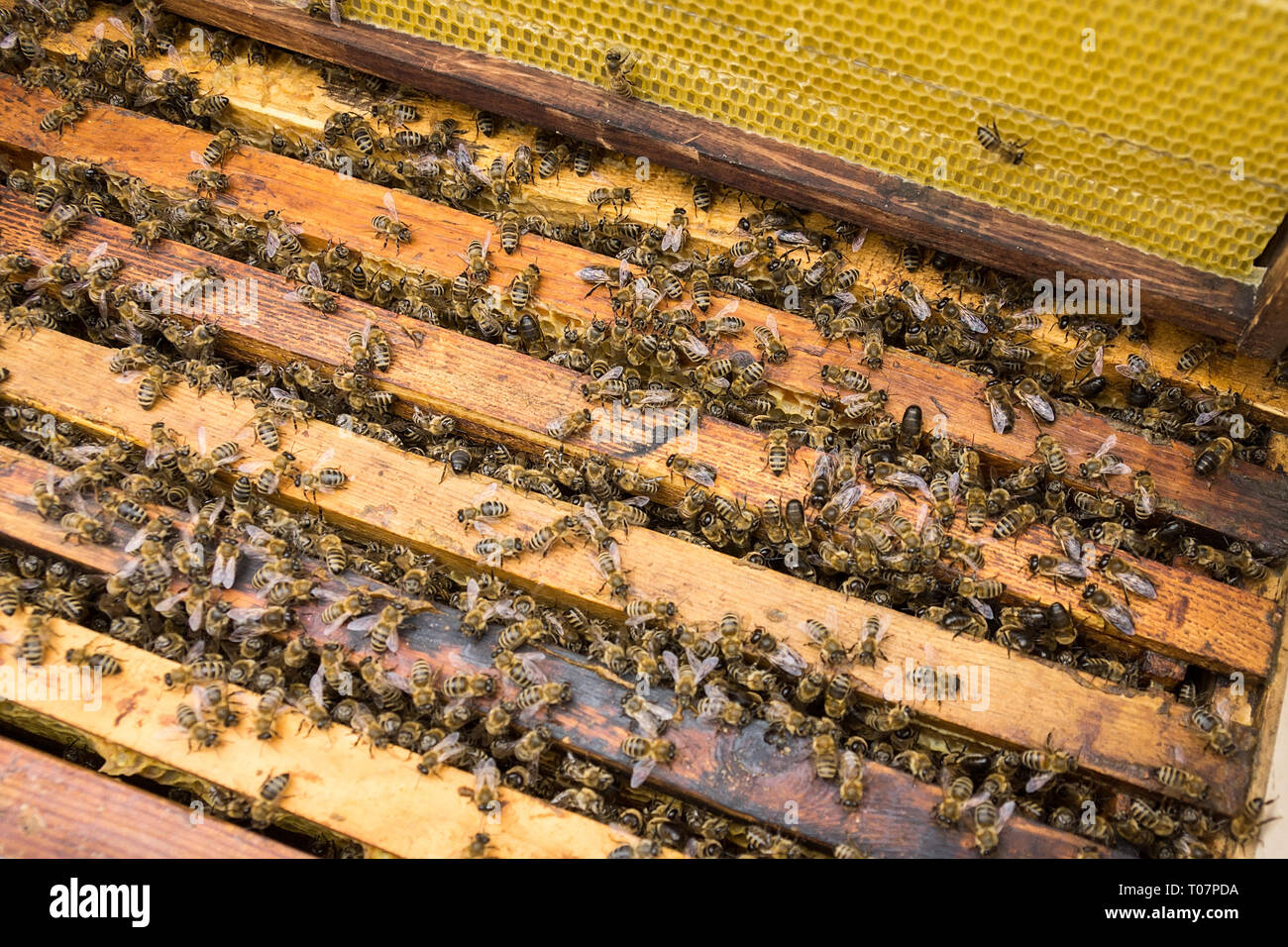 Bees are paying attention to the developing larva of the Queen Bee ...