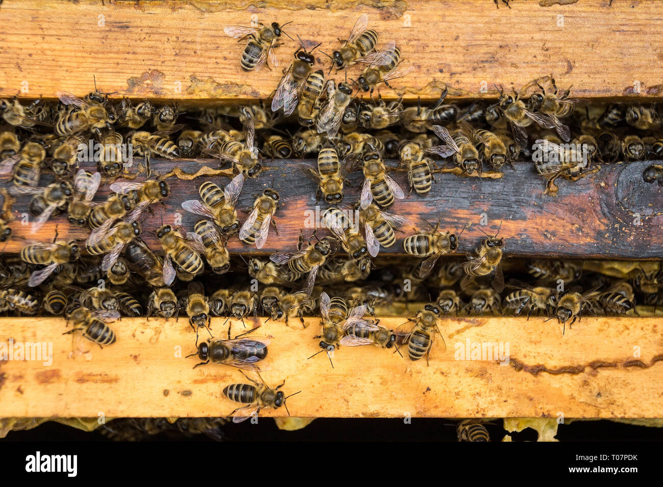 Bees are paying attention to the developing larva of the Queen Bee ...