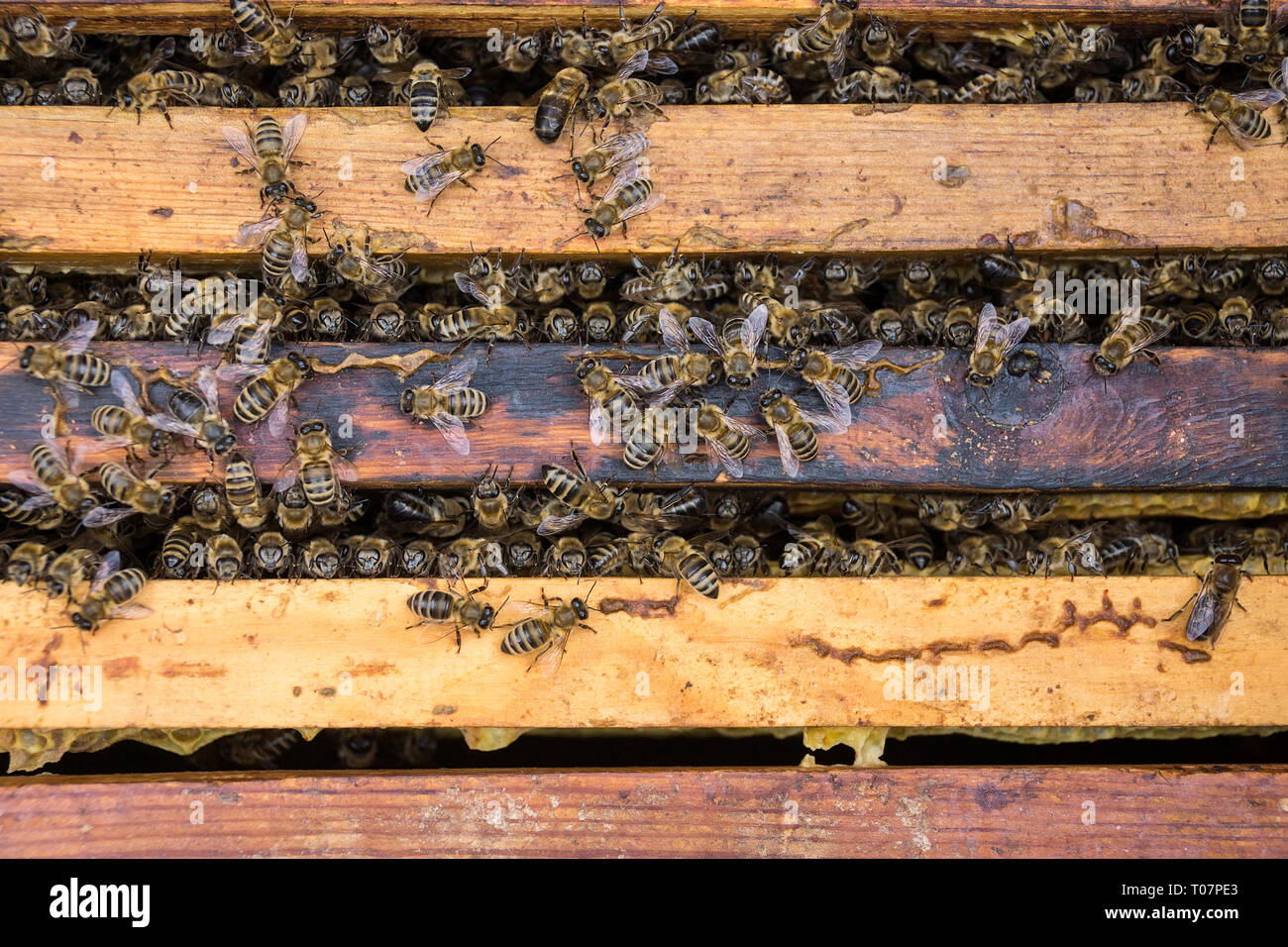 Bees are paying attention to the developing larva of the Queen Bee ...