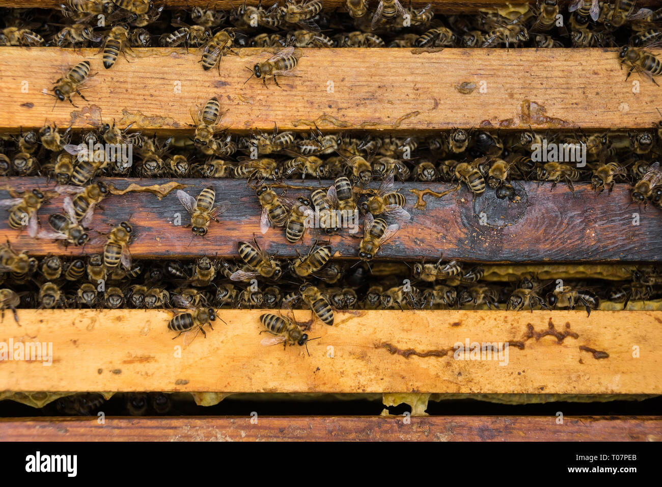 Bees are paying attention to the developing larva of the Queen Bee ...