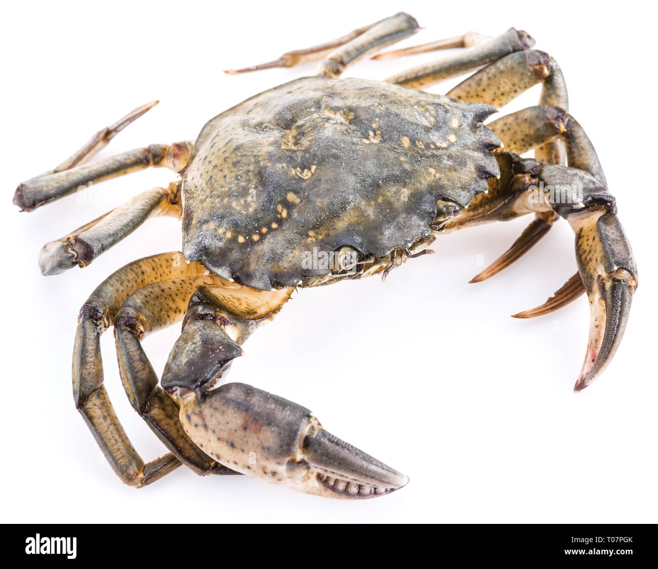 Carcinus maenas -edible alive crab isolated on a white background Stock ...