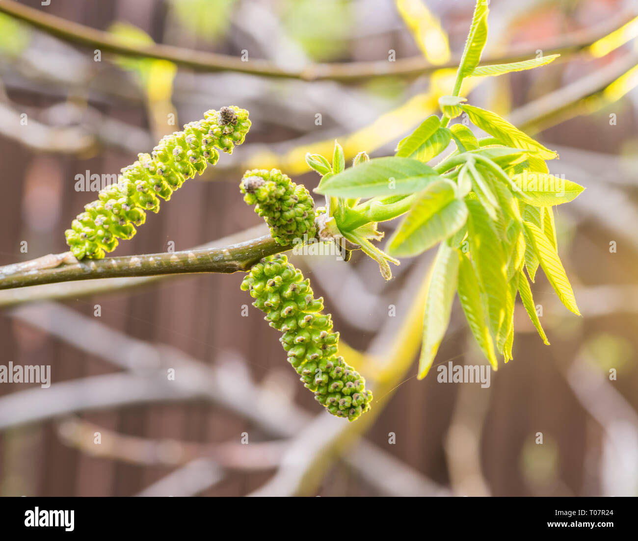 Freshly burst leaves of walnut tree close-up. Spring background Stock ...
