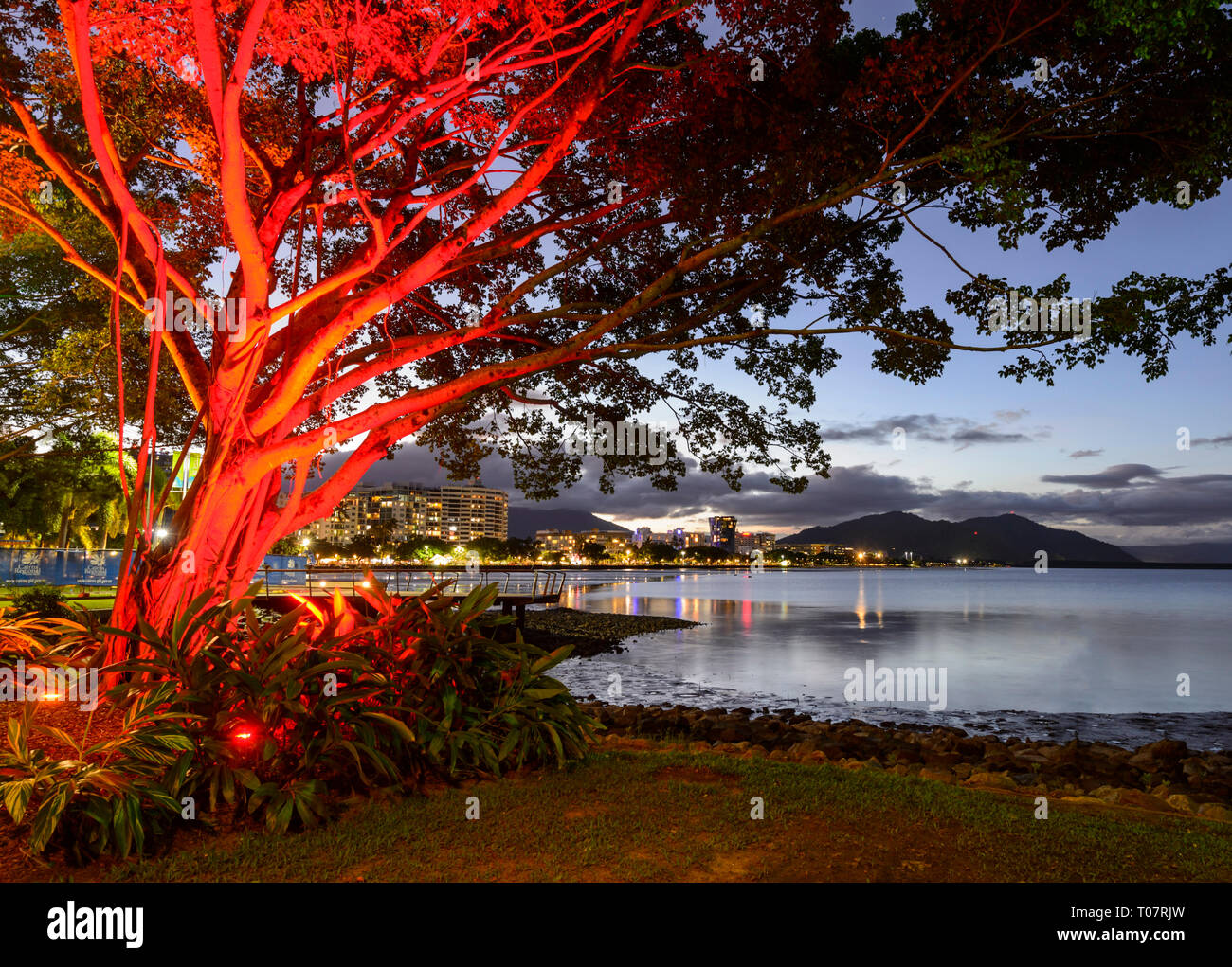 Red illuminated tree at nighttime in the city of Cairns, Far North ...