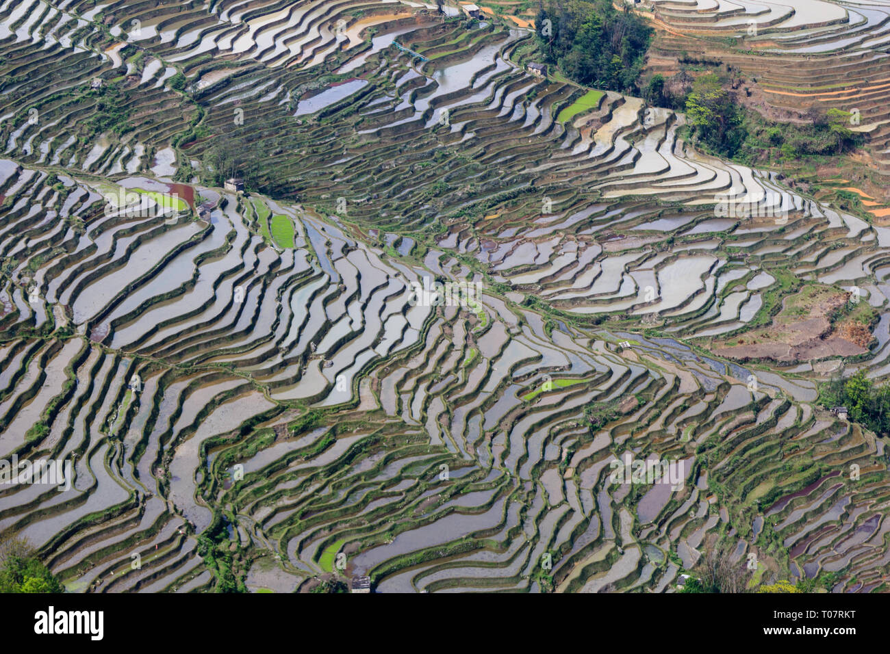 Bana scenic spot in Yuanyang rice terraces in Yunnan province Stock ...