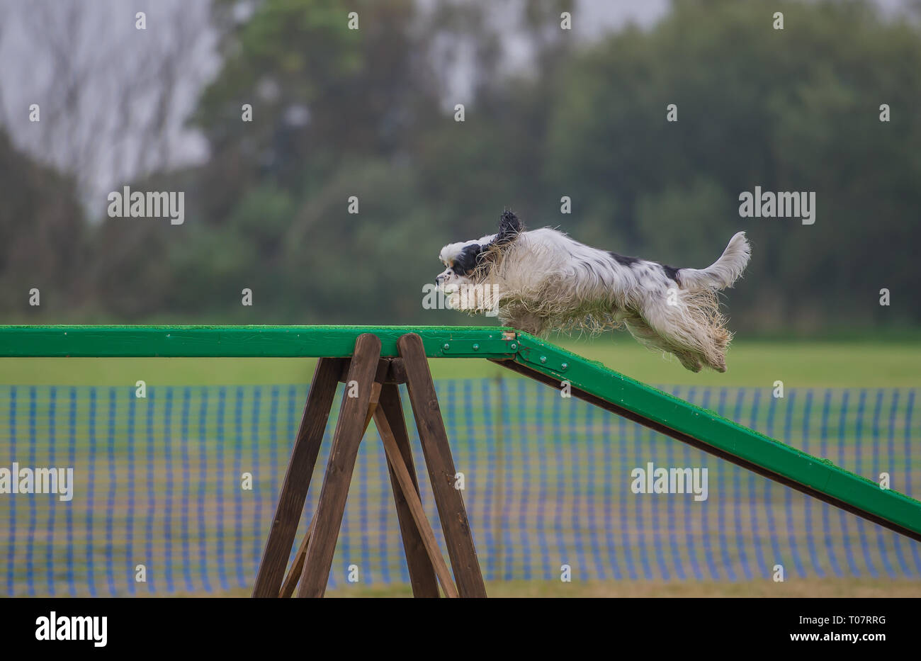 Wet American Cocker Spaniel on agility dogwalk Stock Photo - Alamy