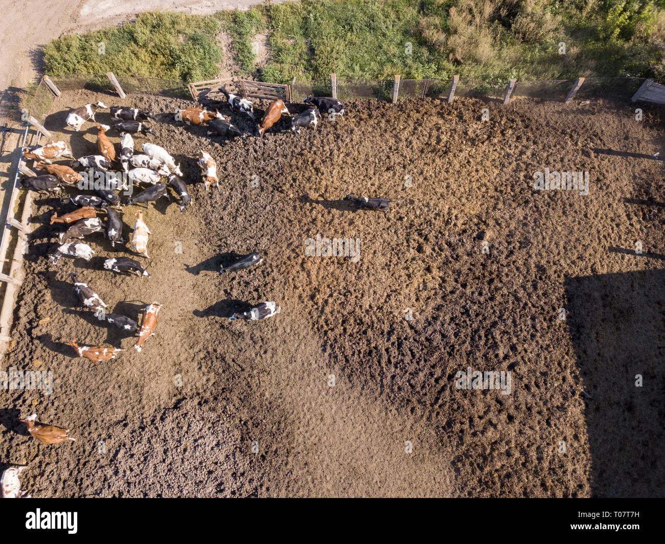 Aerial view from drone to agriculture farmland with a herd of cows ...