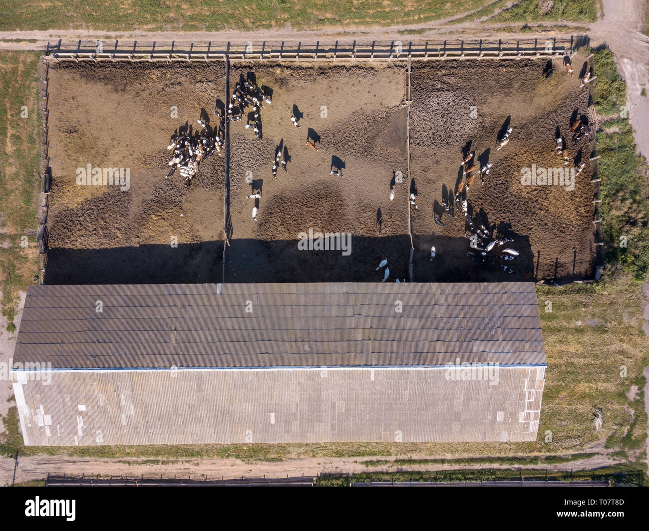 Agricultural farmland with feeding ground for cows. Aerial view from ...