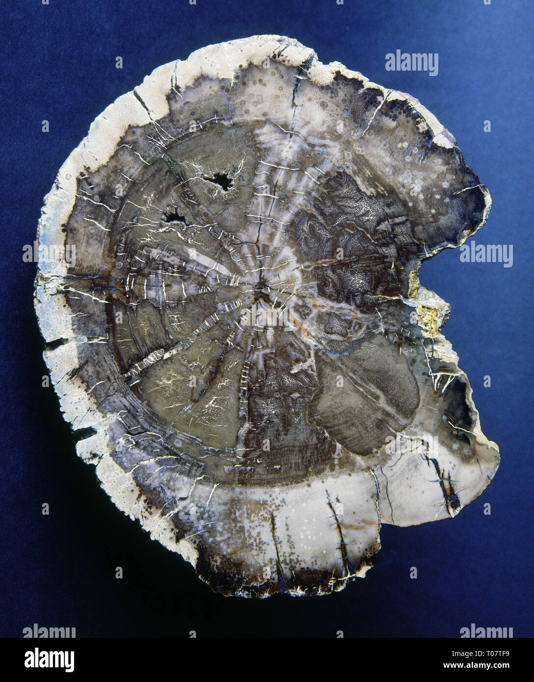 prehistory, fossilization, petrified wood, cross section through a ...