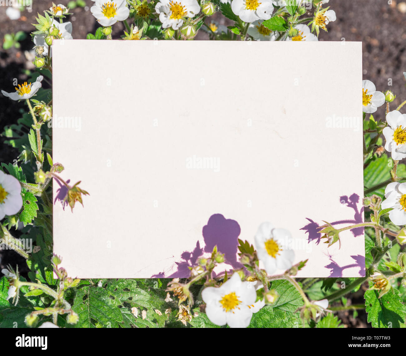 Paper blank between strawberry flowering bushes. Strawberry flowers and ...