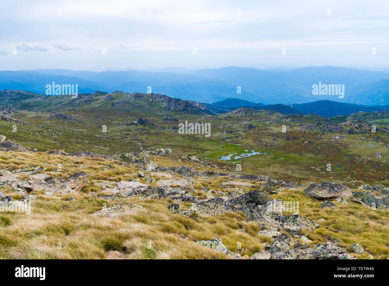Native Australian forest vegetation in Kosciuszko National Park, NSW ...