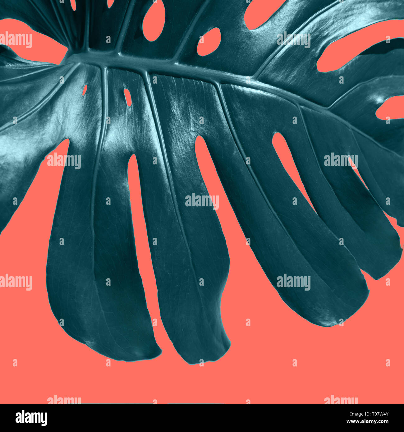 Big fresh bright evergreen leaf Monstera on a color Living Coral ...